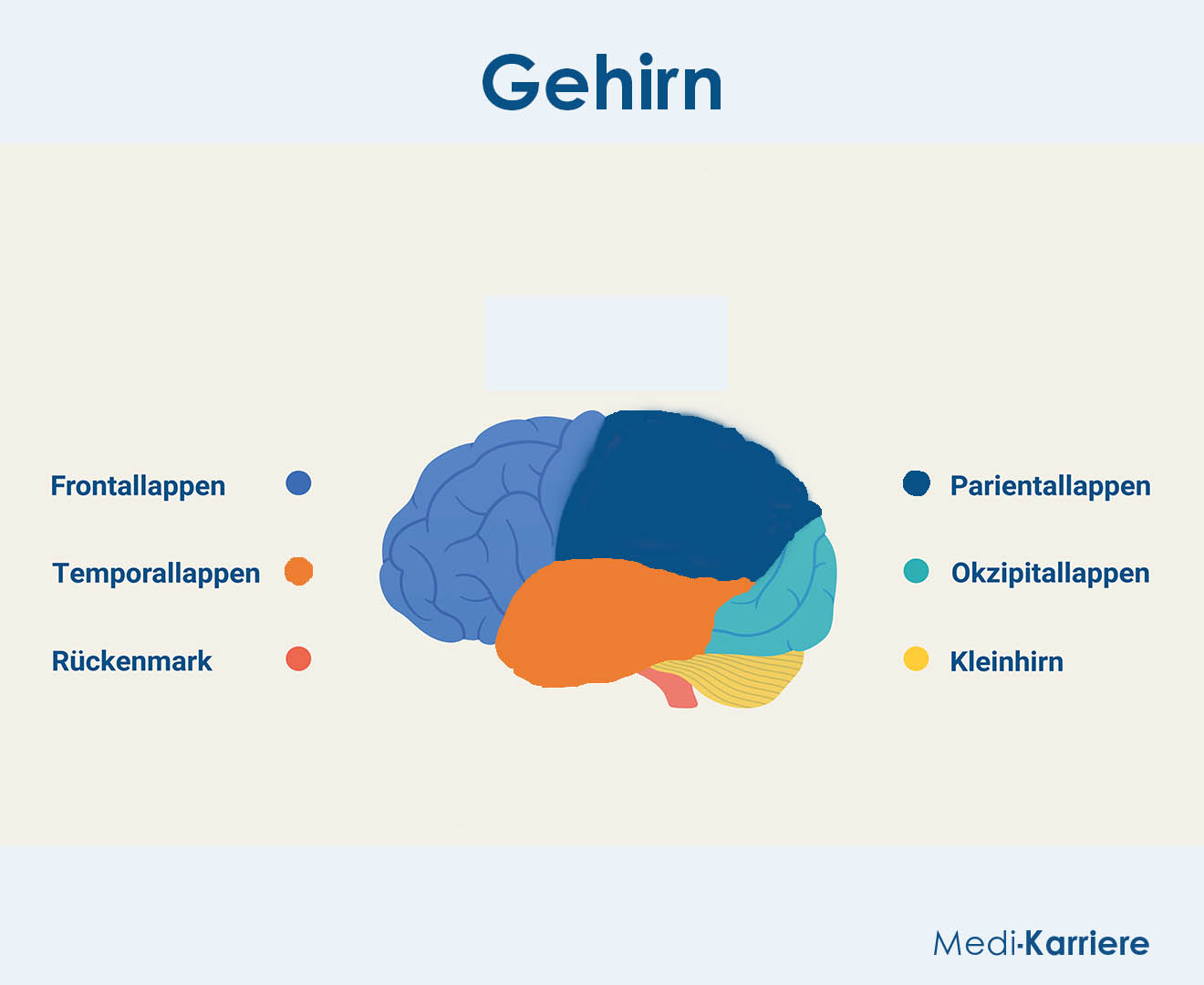 Gehirn: Anatomie, Aufbau und Funktion | Medi-Karriere