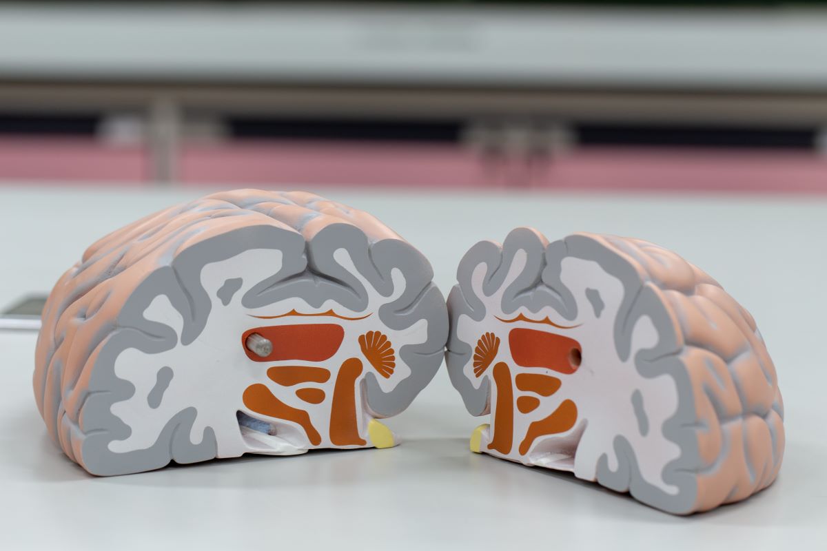 Die graue Substanz im menschlichen Gehirn | Medi-Karriere