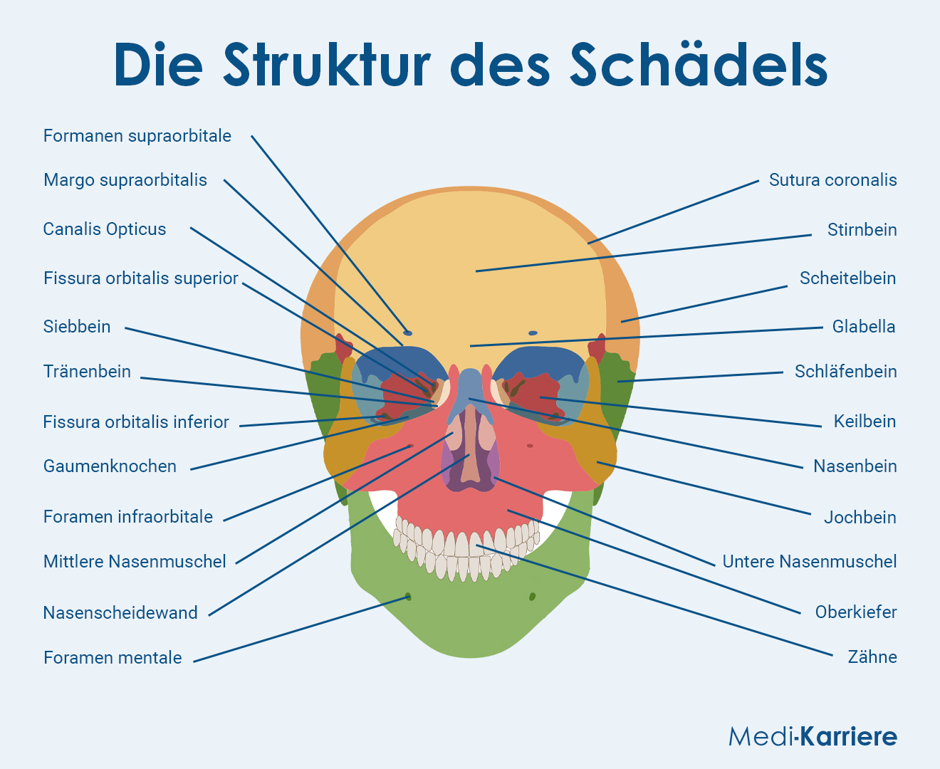 Schädel Anatomie Und Funktion Medi Karriere