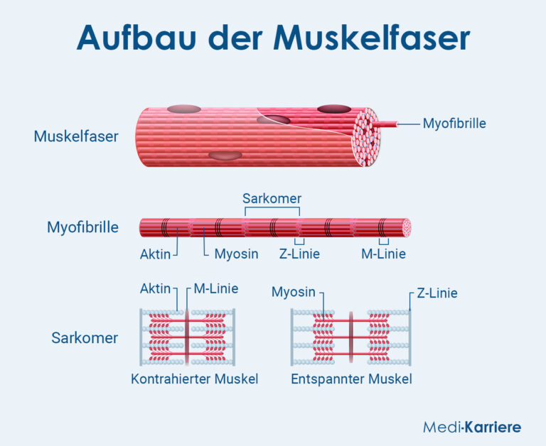 Muskelfaser: Aufbau, Einteilung, Funktion und Erkrankungen