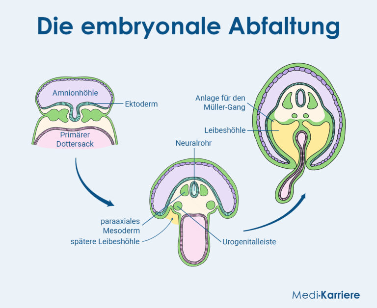 Embryo: Entwicklung, Einnistung, Abfaltung und Fehlbildungen