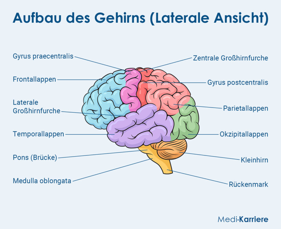 Sylvische Fissur (Sulcus lateralis) im Gehirn