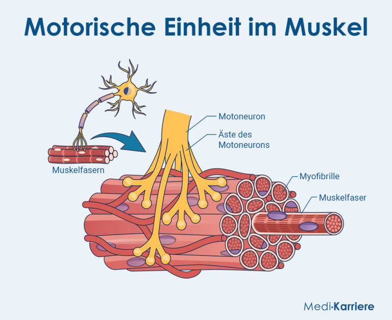 Motorische Einheit: Aufbau und Funktion