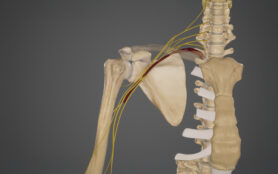 Nervus axillaris: Anatomie, Verlauf und Klinik
