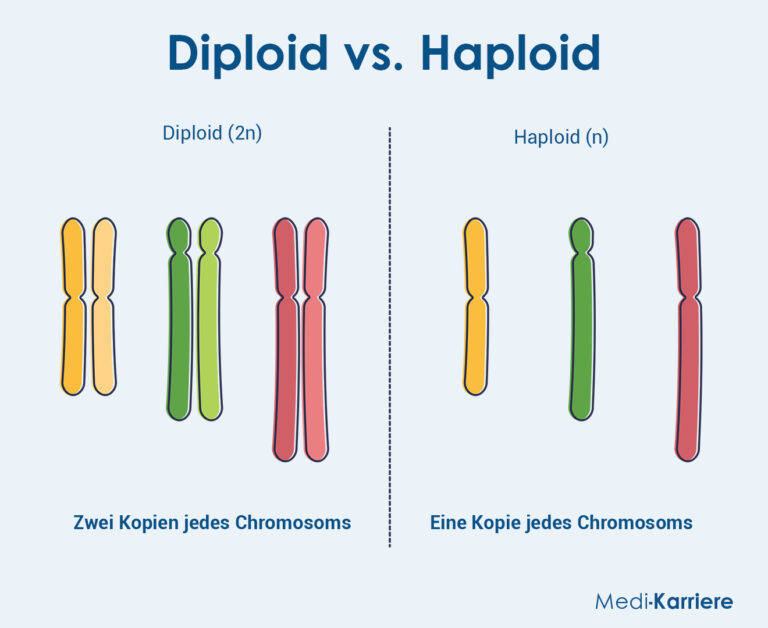 Haploid: Definition, Grundlagen und Bedeutung