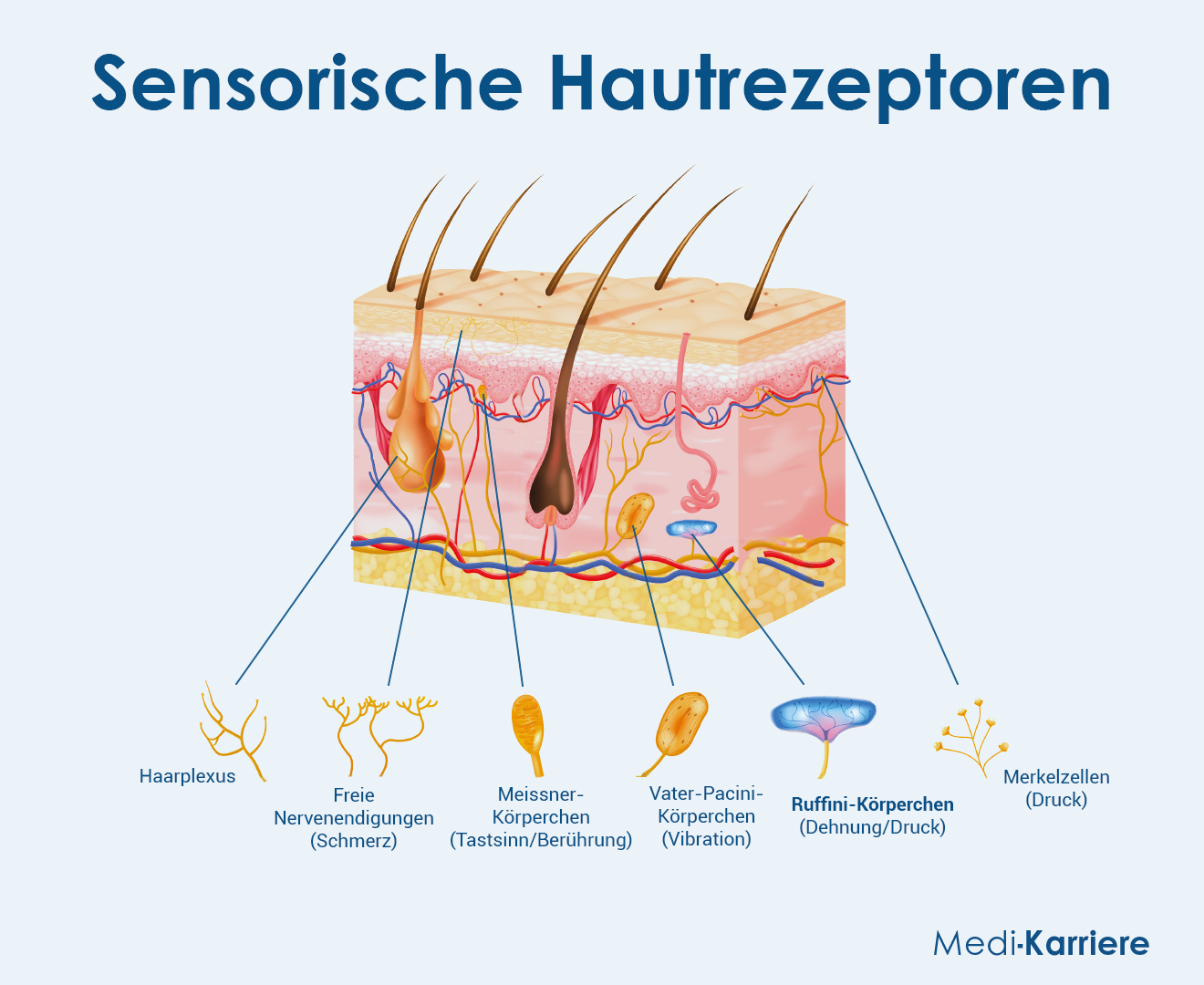 Ruffini-Körperchen: Anatomie und Funktion